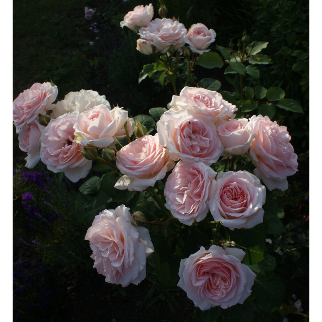 Poulsen Roses | Rožių sodas