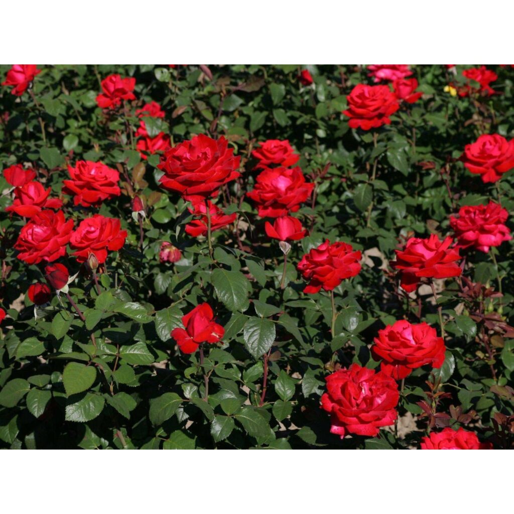 Krūminės rožės | Rožių sodas