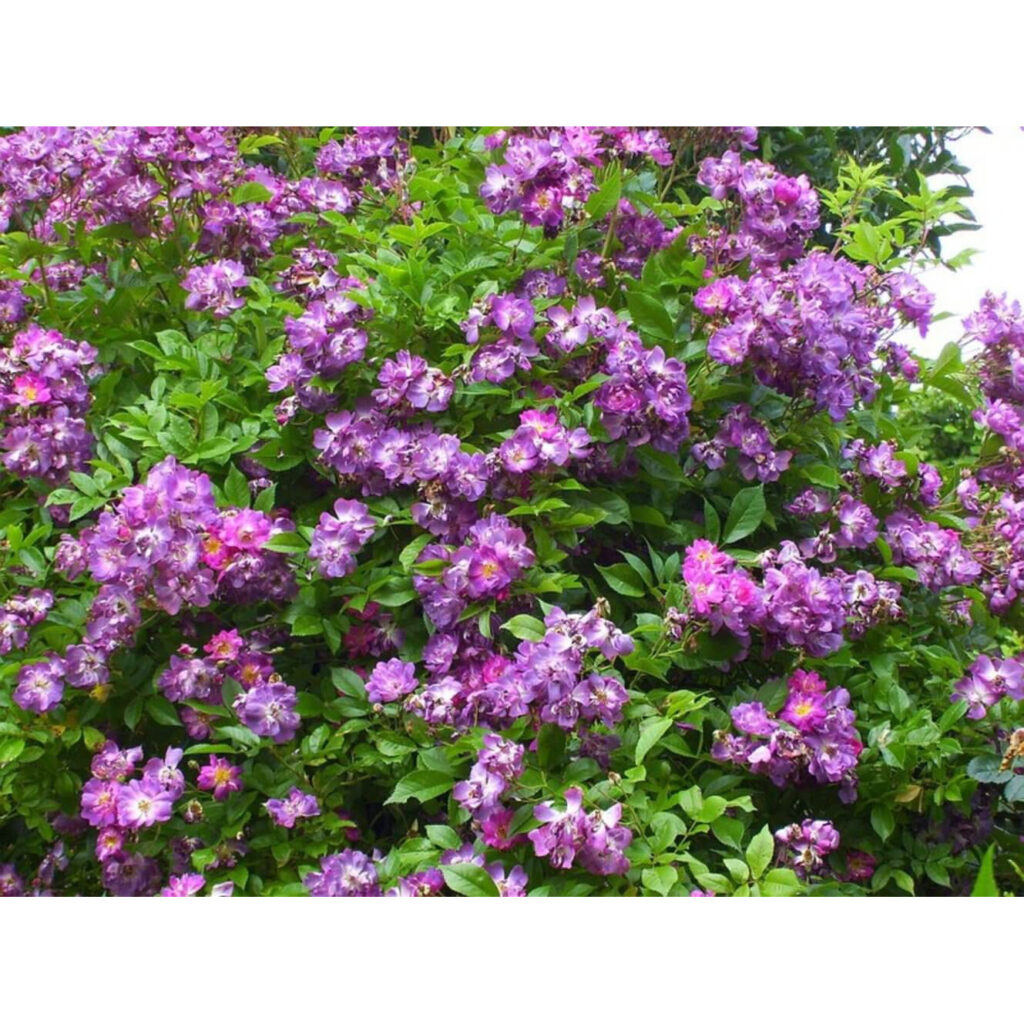 Veilchenblau (Blue Rambler, Blue Rosalie, Violet Blue ) Vazone C4 ...